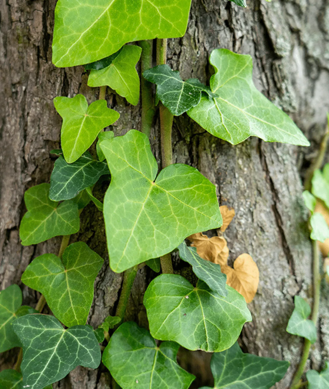 Ivy Removal Surrey | Qualitree Ltd