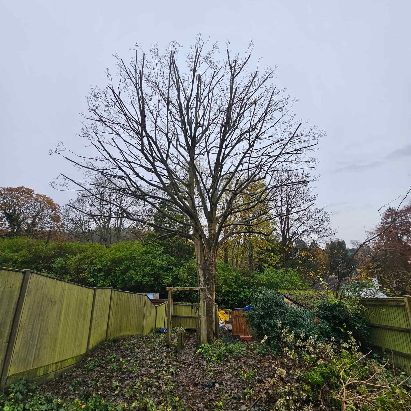 Crown Reduction Surrey | Qualitree Ltd